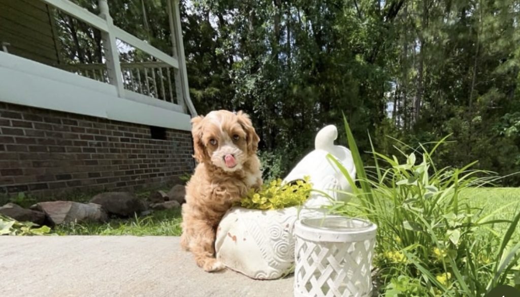F1 Cavapoo – Simply Cavapoos