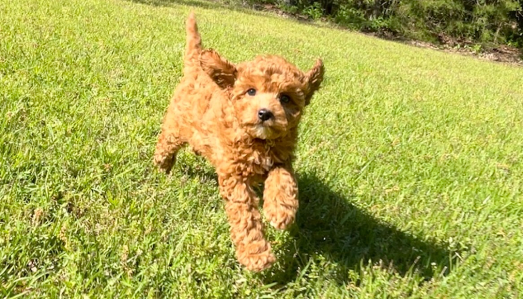 F1b Cavapoo – Simply Cavapoos