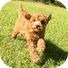 F1b Cavapoo – Simply Cavapoos